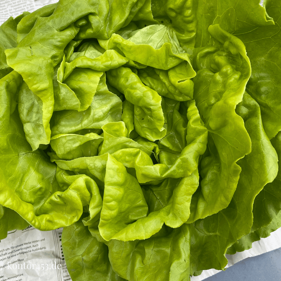 Kopfsalat und andere Blattsalate - Rezeptefundus