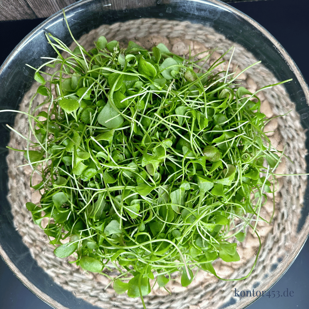 Postelein – Das nährstoffreiche Superfood für den Winter - Rezeptefundus